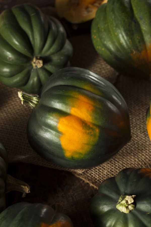 Squash Season at the Farm Market - Bishop's Orchards